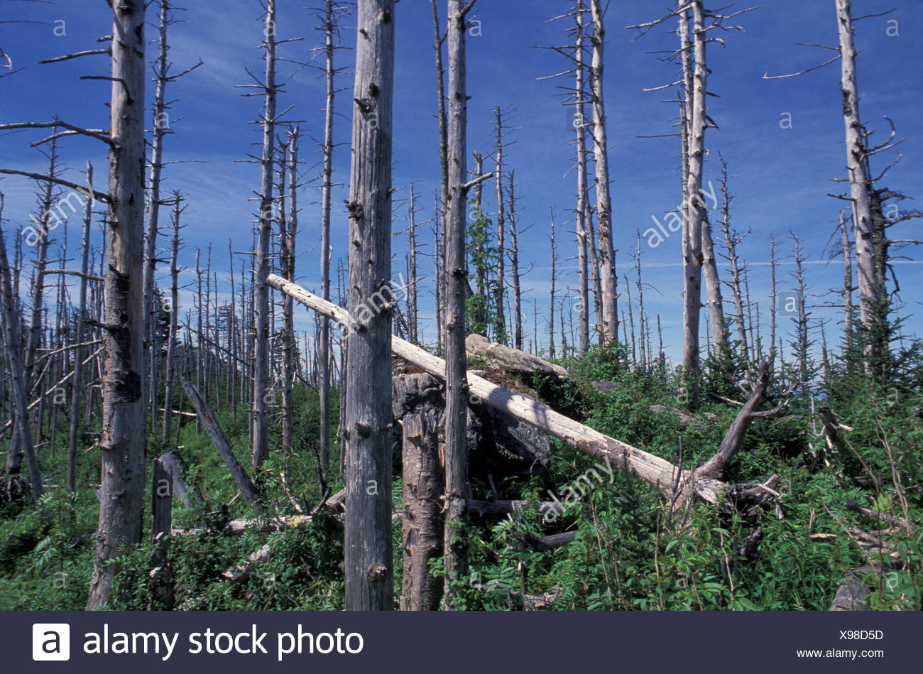 Acid Rain Damage High Resolution Stock Photography and Images - Alamy