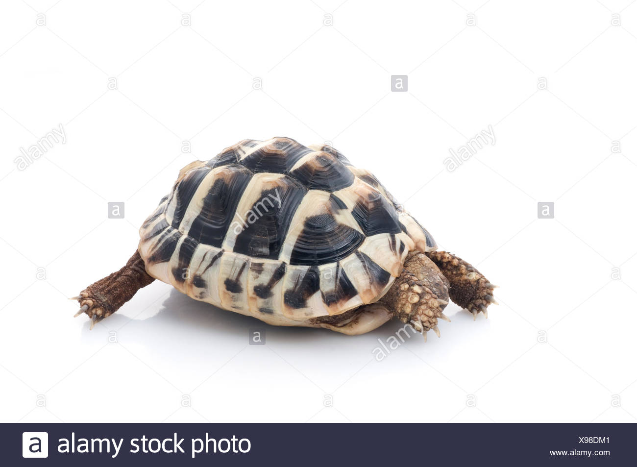 Hermans Tortoise High Resolution Stock Photography and Images - Alamy