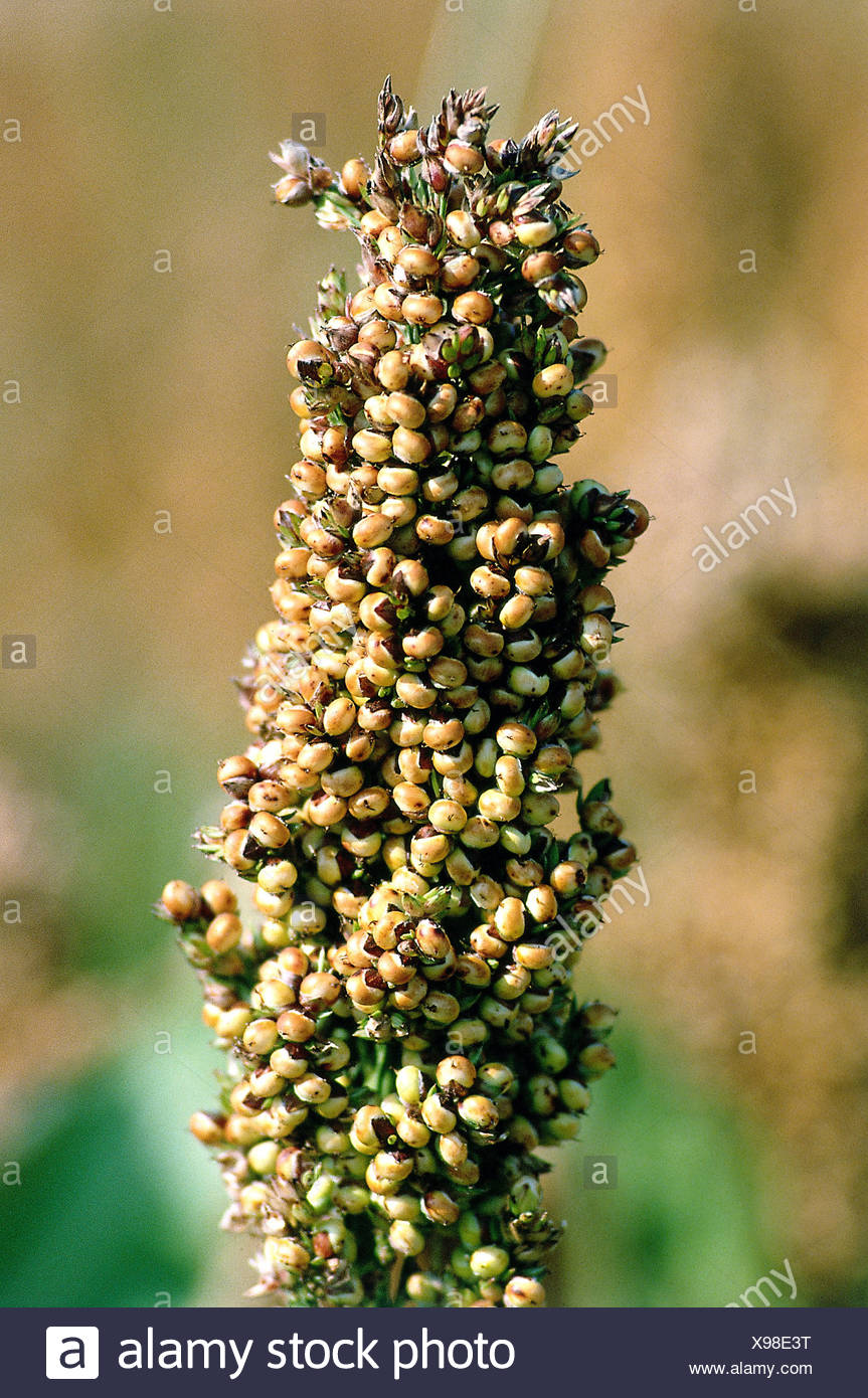 Panicoideae High Resolution Stock Photography and Images - Alamy