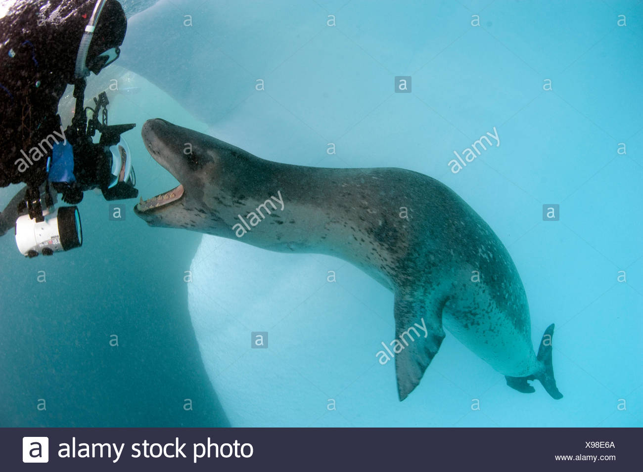 Underwater Diver Stock Photos & Underwater Diver Stock Images - Alamy