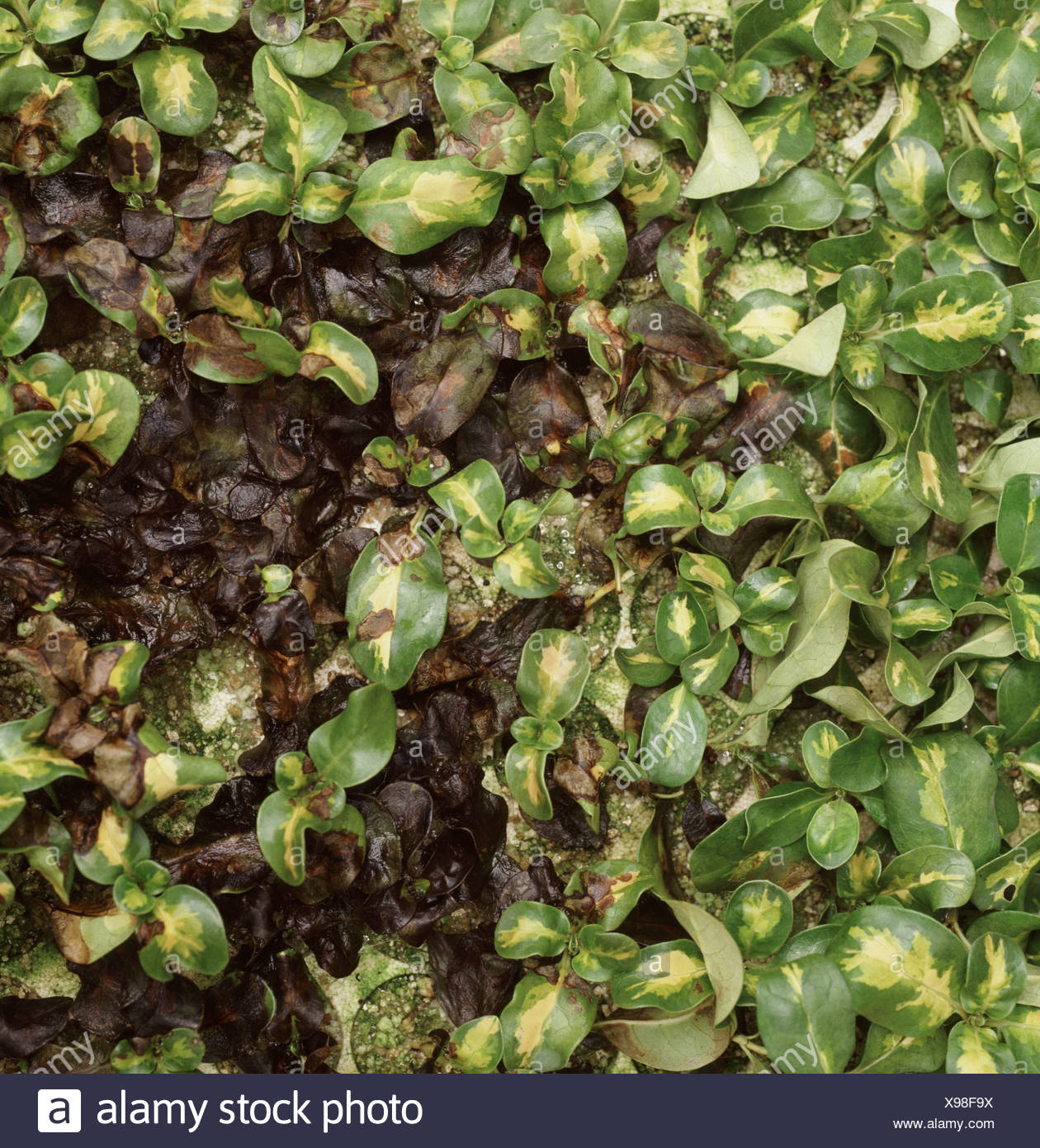 Damping Off Disease High Resolution Stock Photography and Images - Alamy