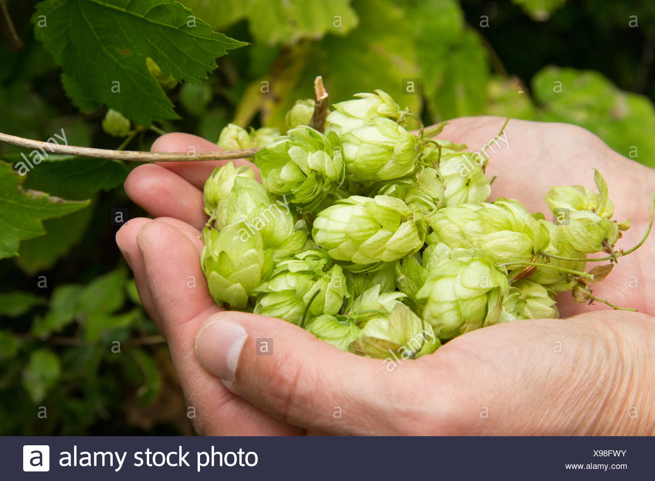 Hopfentee High Resolution Stock Photography and Images - Alamy