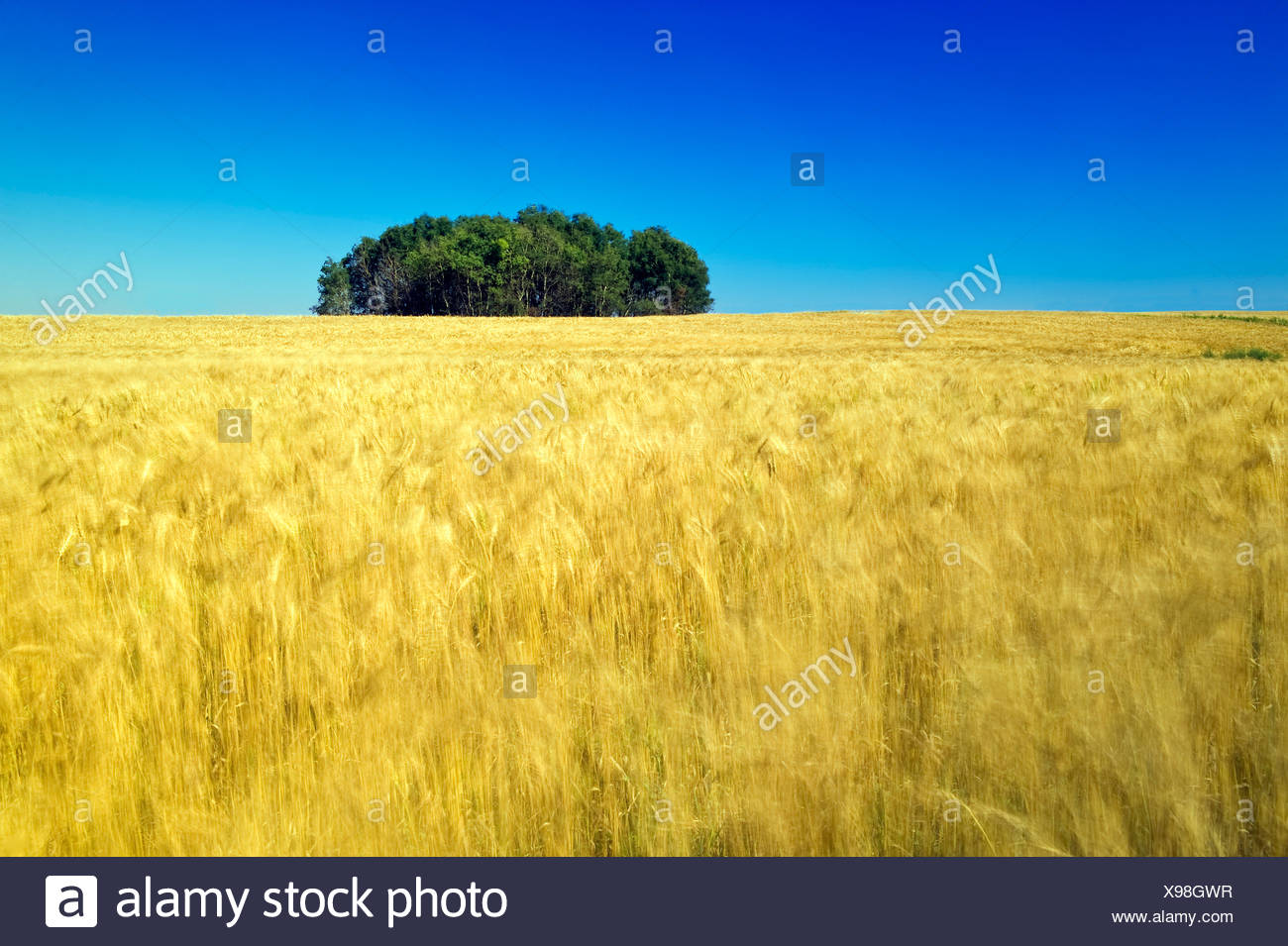 Saskatchewan Wheat Field Stock Photos & Saskatchewan Wheat Field Stock ...