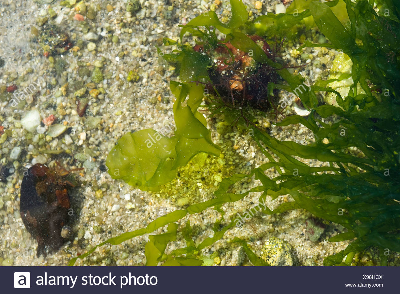 Ulva Lactuca High Resolution Stock Photography and Images - Alamy