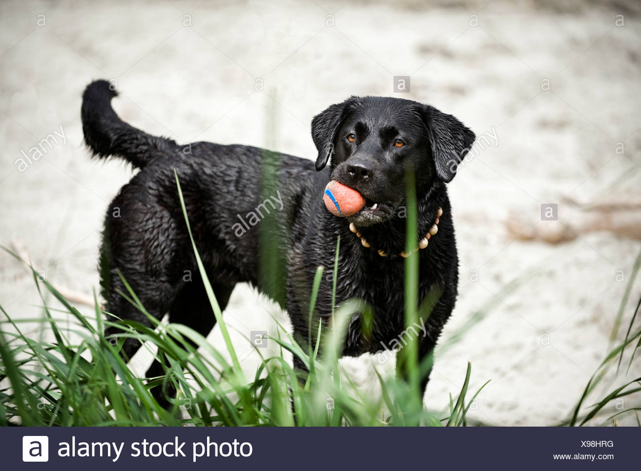 Black Lab Stock Photos & Black Lab Stock Images - Alamy Black Lab Stock Photos & Black Lab Stock Images - Alamy
