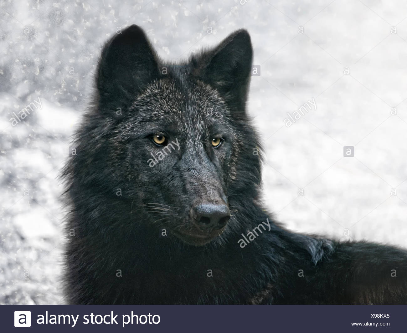 Black Timber Wolf High Resolution Stock Photography and Images - Alamy