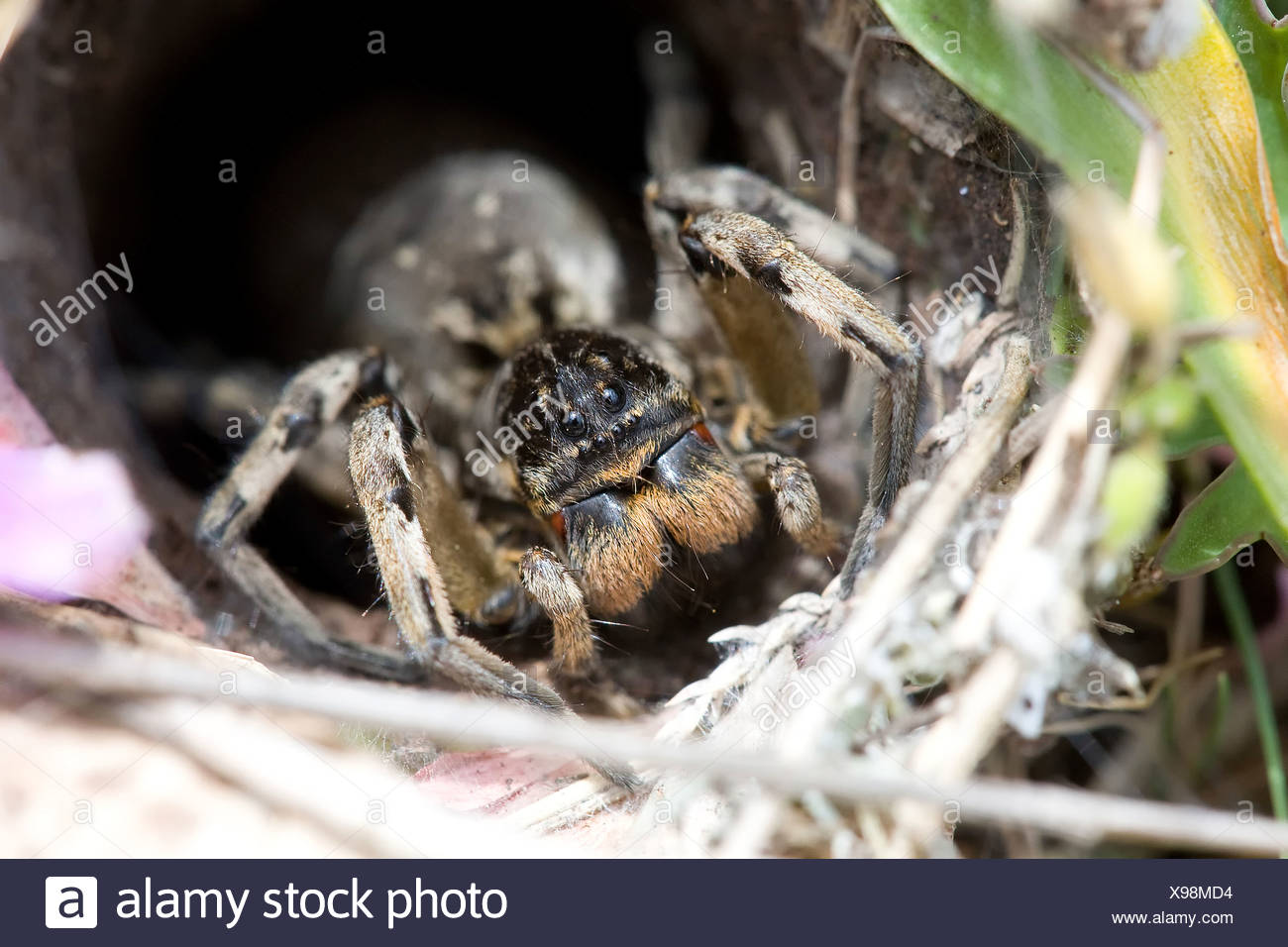 Velvet Spider Stock Photos & Velvet Spider Stock Images - Alamy