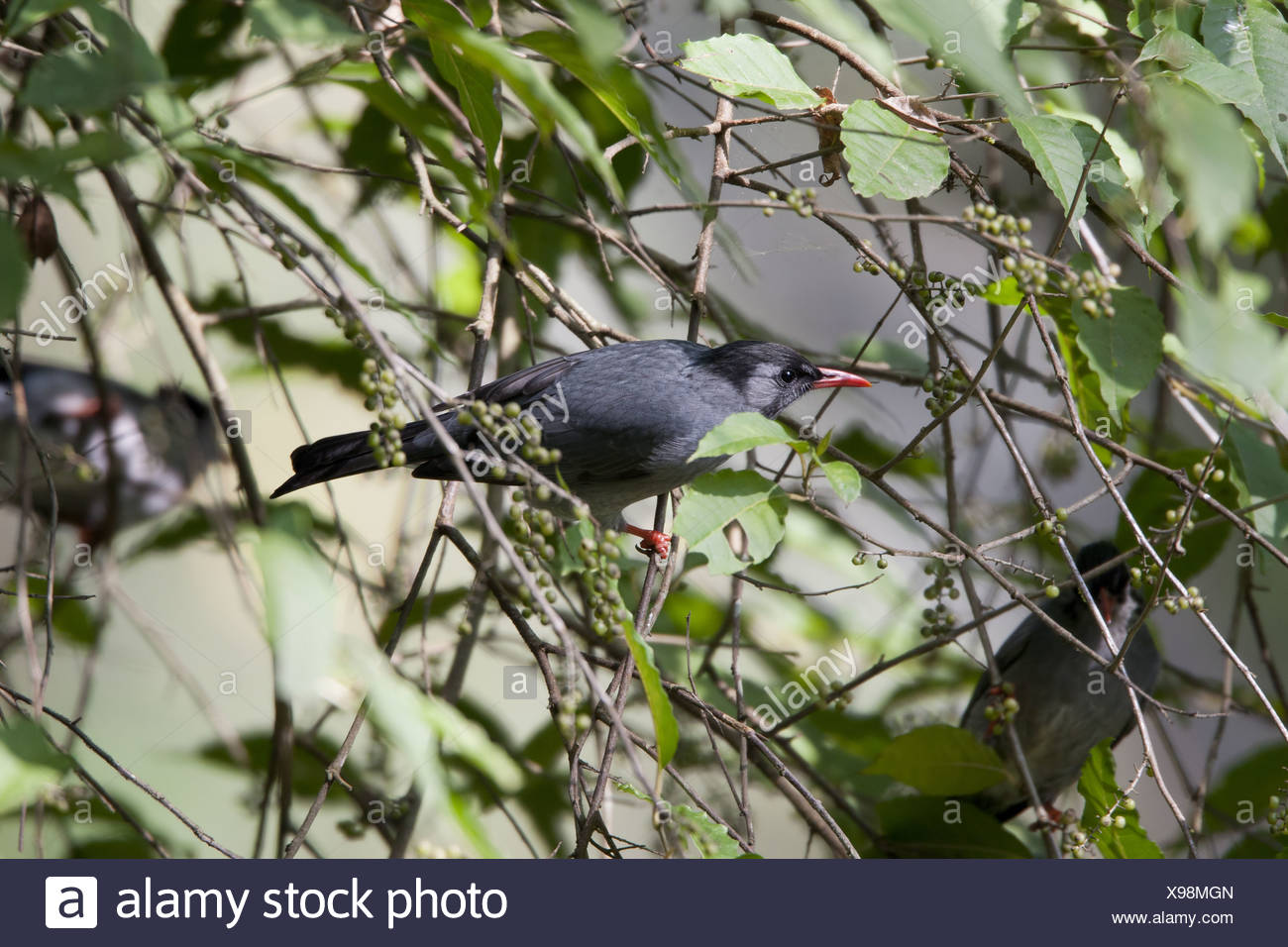 Godavari Nepal High Resolution Stock Photography and Images - Alamy