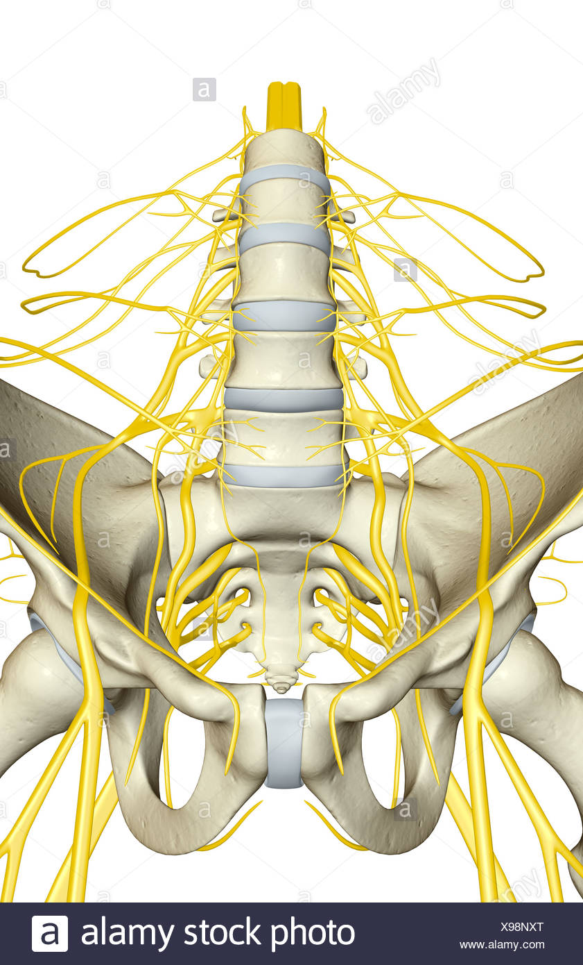 Sciatic Nerve Stock Photos & Sciatic Nerve Stock Images - Alamy