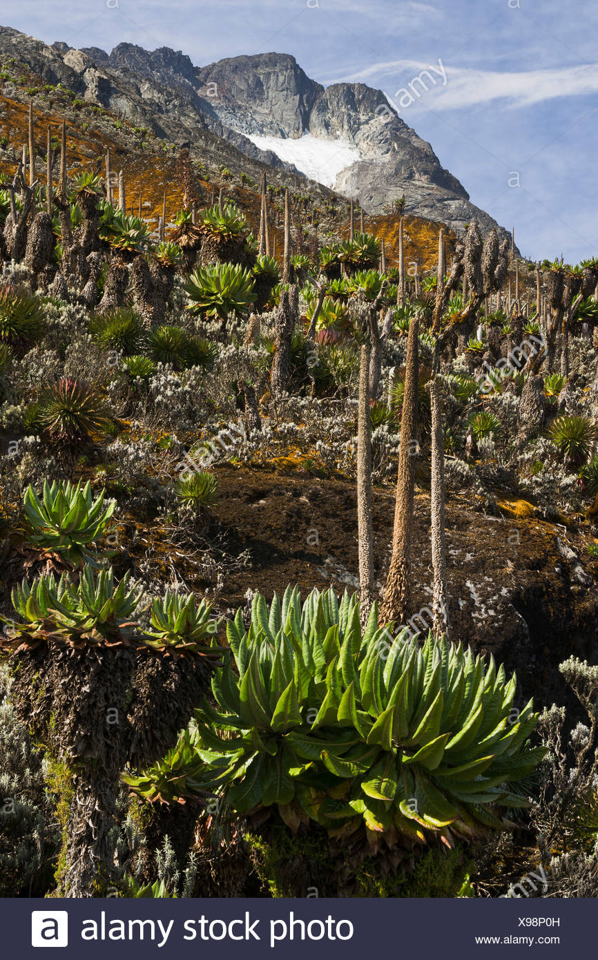 Afro Alpine Plants High Resolution Stock Photography and Images - Alamy