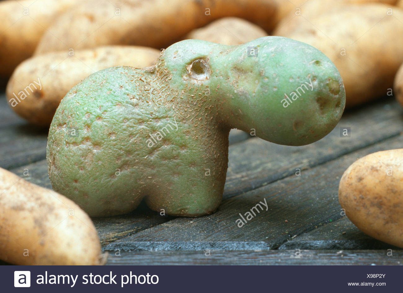 Happy Hippo High Resolution Stock Photography and Images - Alamy