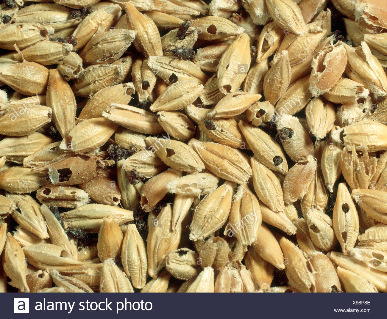 Grain Weevil Sitophilus Granarius Stock Photos & Grain Weevil ...