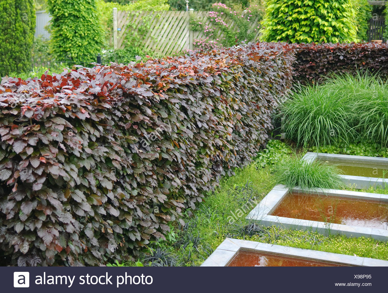 Beech Hedge Trees High Resolution Stock Photography and Images - Alamy