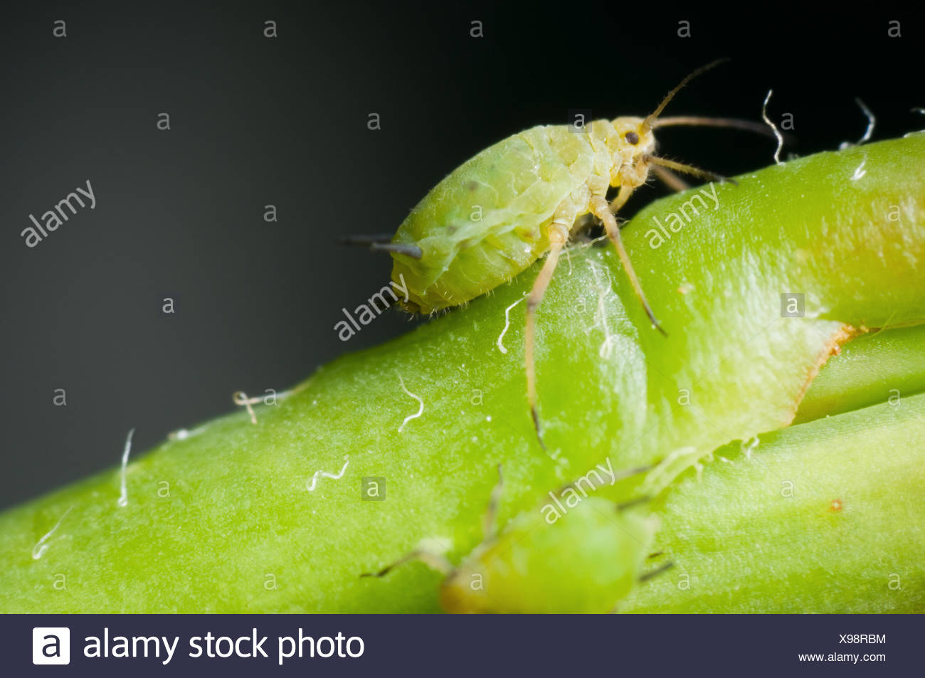 Greenfly High Resolution Stock Photography and Images - Alamy