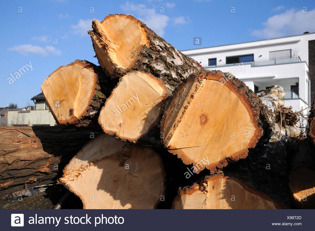 Birch Wood Stock Photos & Birch Wood Stock Images - Alamy
