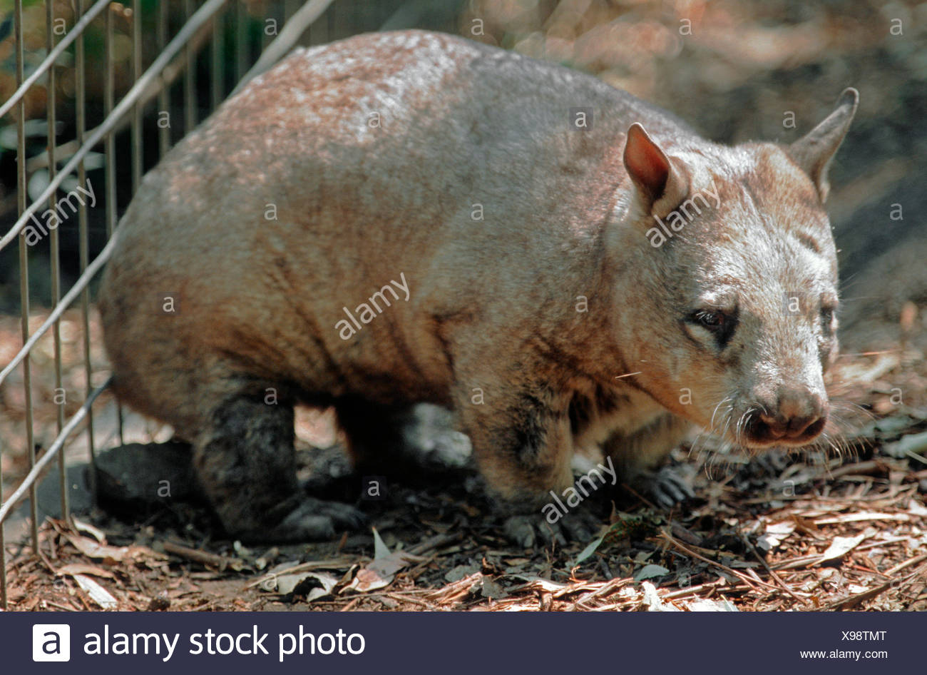 Standing Wombat High Resolution Stock Photography and Images - Alamy