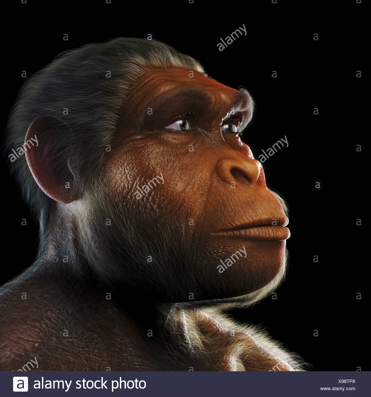 Homo Habilis High Resolution Stock Photography and Images - Alamy
