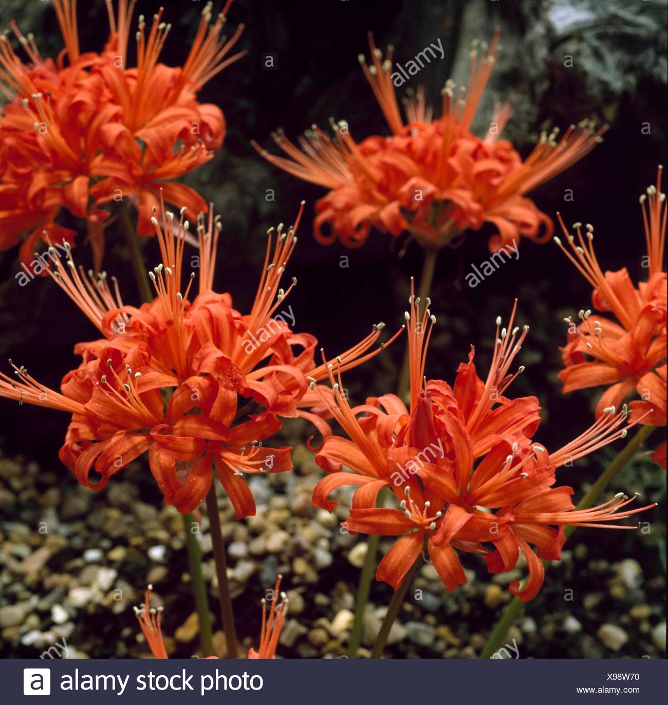 Nerine Sarniensis High Resolution Stock Photography and Images - Alamy