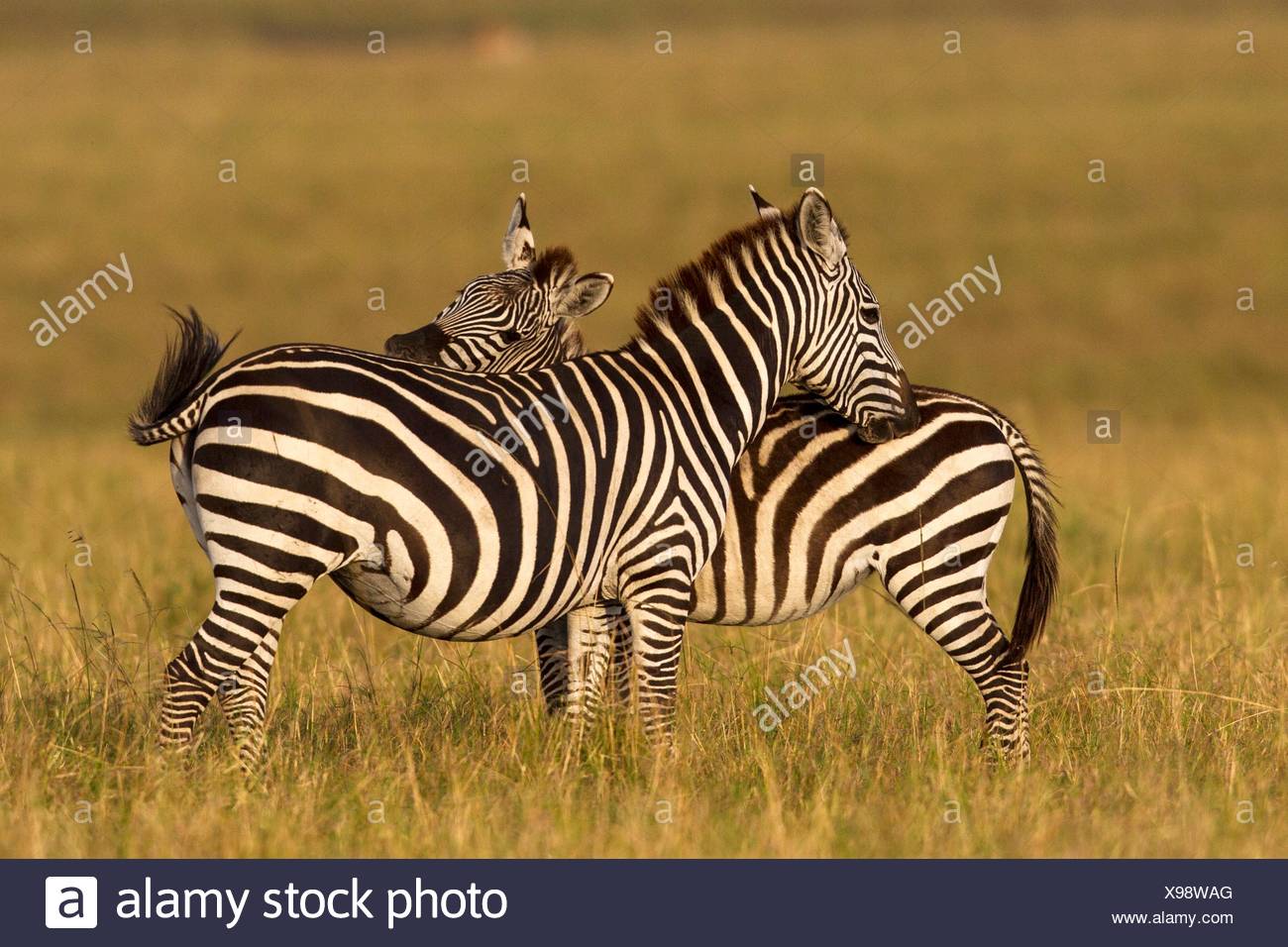 Grooming Zebras Stock Photos & Grooming Zebras Stock Images - Alamy
