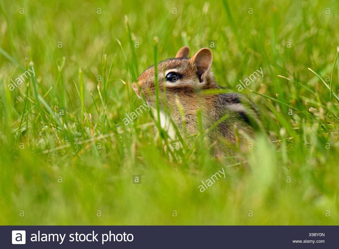 Chipmunk Den High Resolution Stock Photography and Images - Alamy