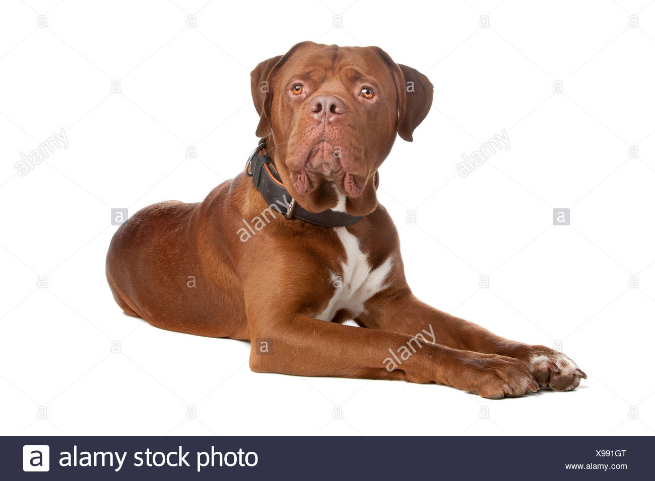 Tosa Inu Stock Photos & Tosa Inu Stock Images - Alamy