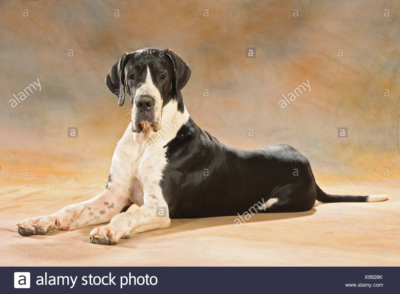 Boarhound High Resolution Stock Photography and Images - Alamy