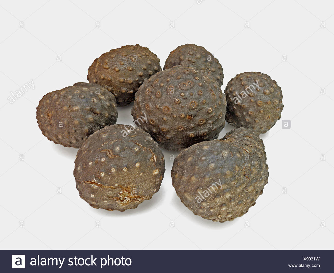 Dioscorea Alata Cv High Resolution Stock Photography and Images - Alamy