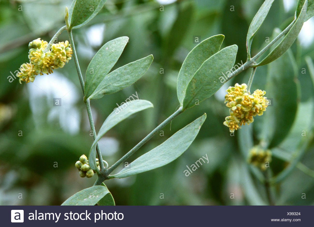 Simmondsia Chinensis High Resolution Stock Photography and Images - Alamy