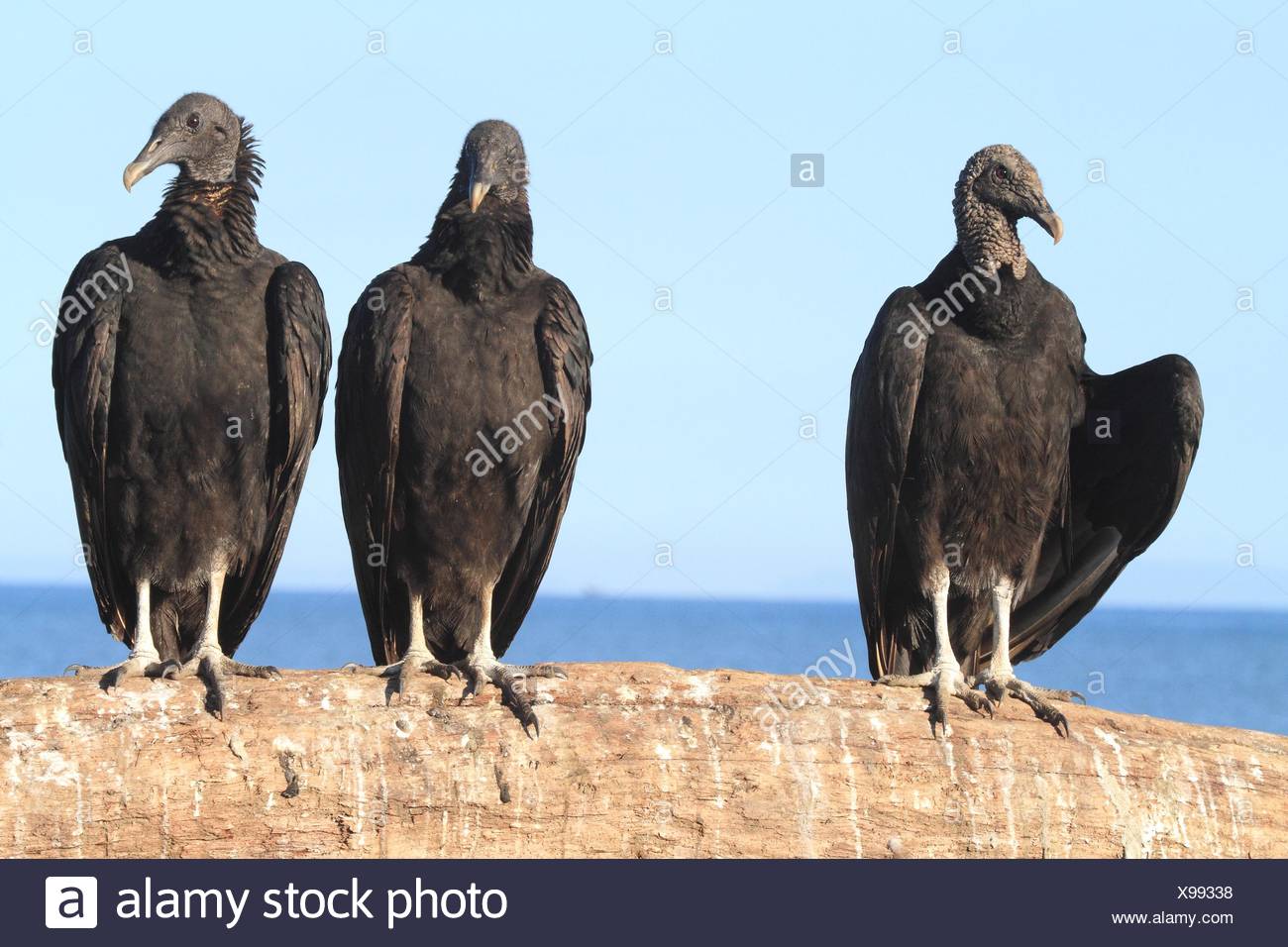 El Zopilote High Resolution Stock Photography and Images - Alamy