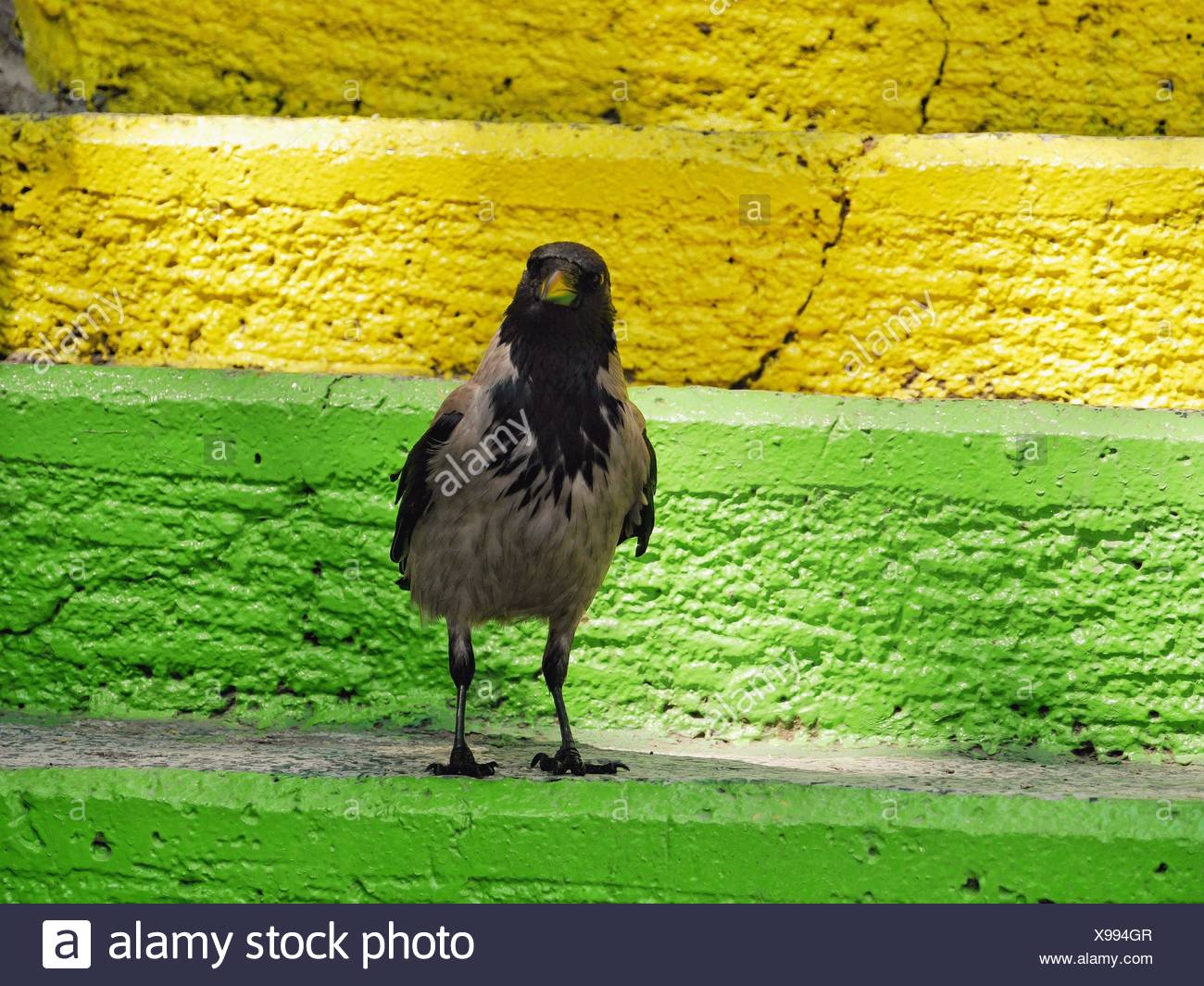 Crow Steps High Resolution Stock Photography and Images - Alamy