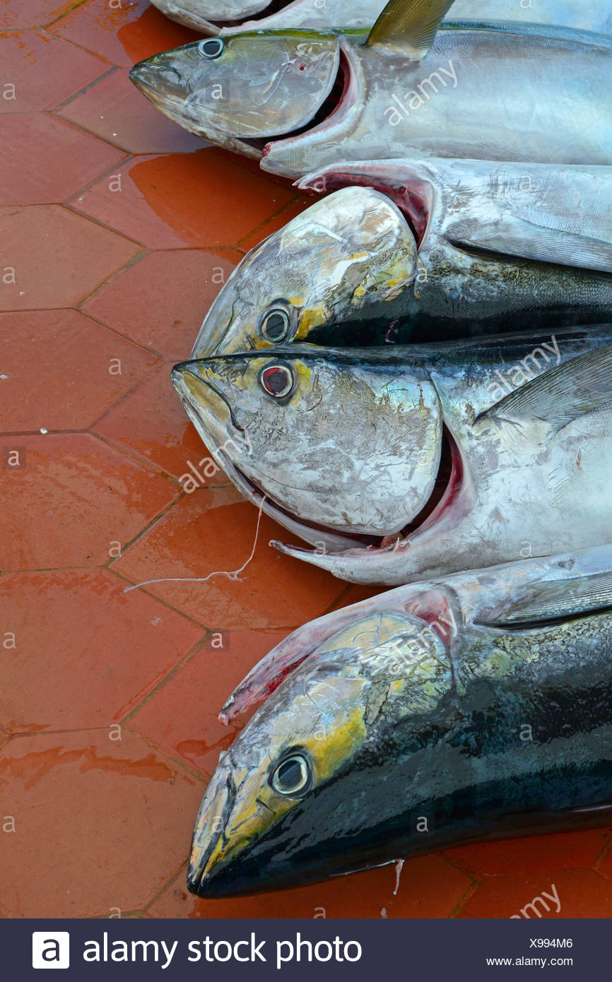 Yellow Fin Tunas High Resolution Stock Photography and Images - Alamy