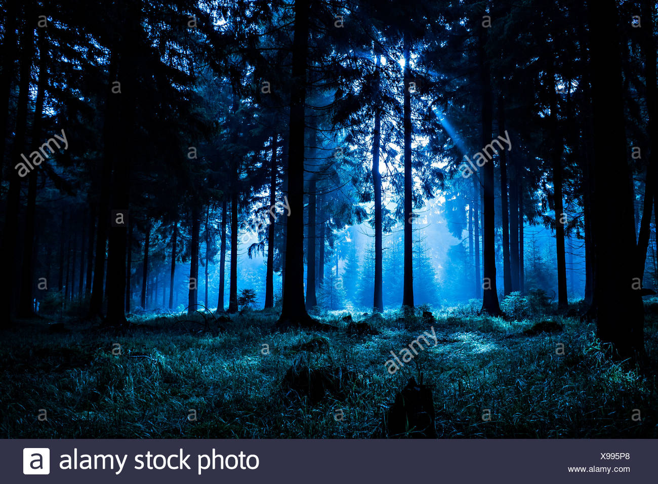 Forest Night High Resolution Stock Photography and Images - Alamy