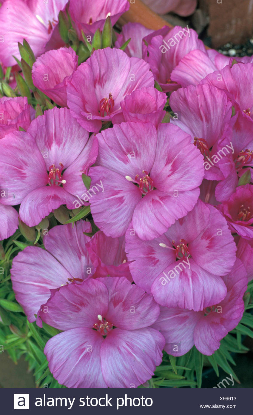 Clarkia Amoena Stock Photos & Clarkia Amoena Stock Images - Alamy