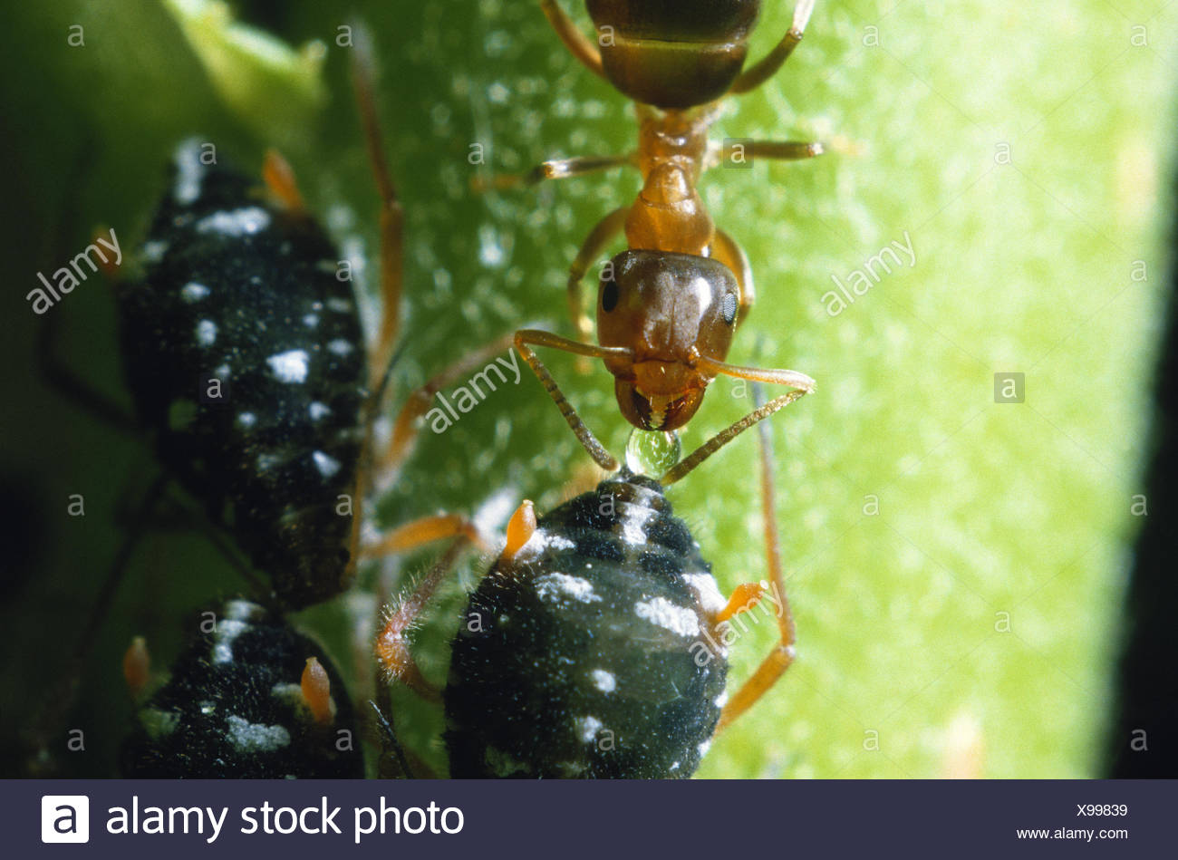 Top View Of Ant High Resolution Stock Photography and Images - Alamy