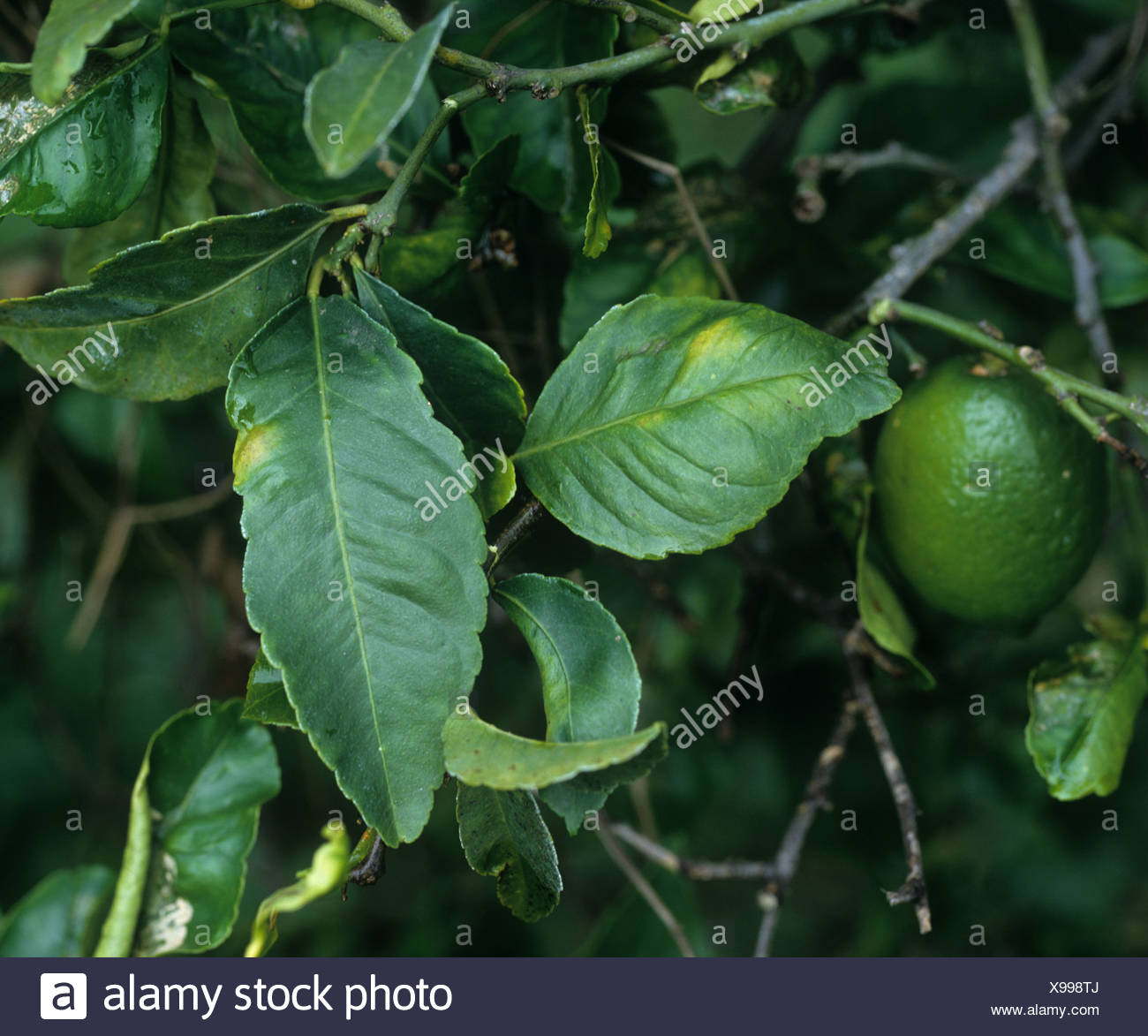 Rust Mite High Resolution Stock Photography and Images - Alamy
