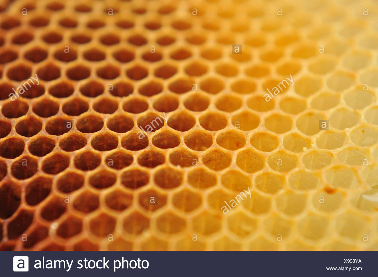 Insect Wax High Resolution Stock Photography and Images - Alamy