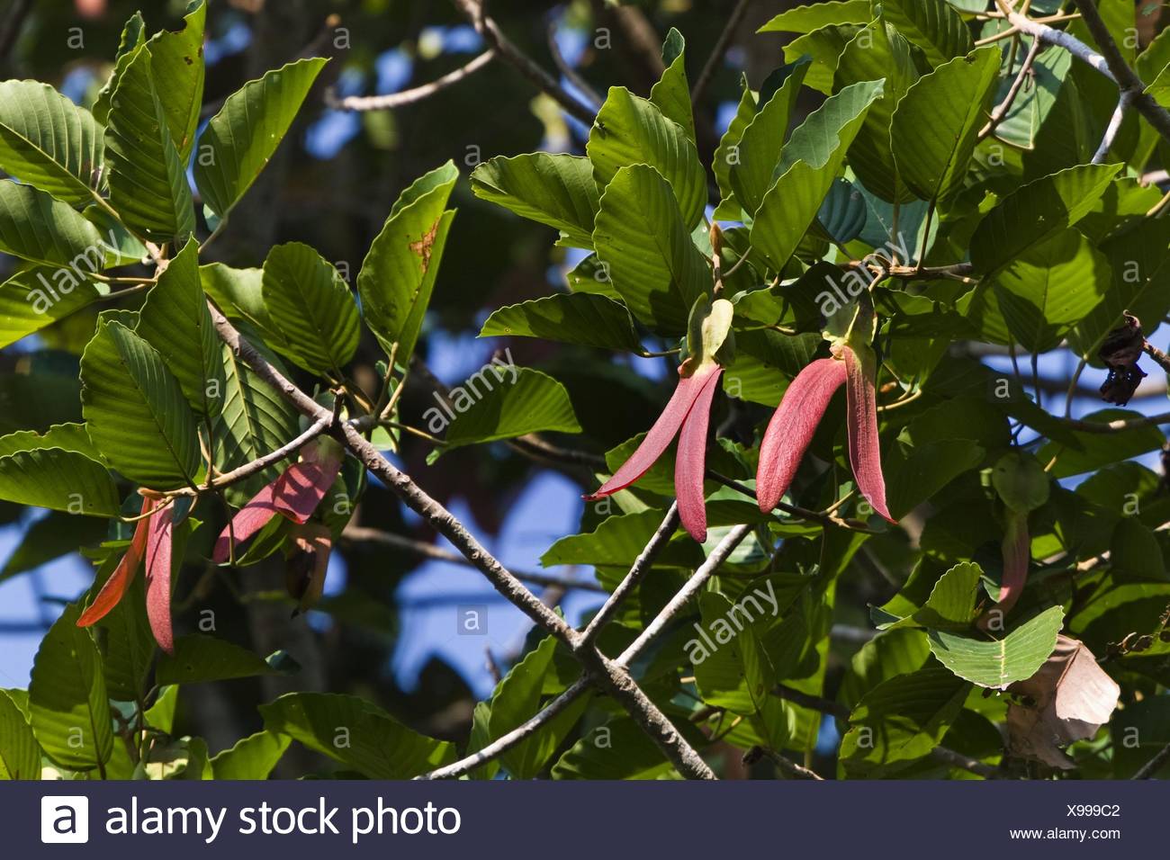 Indian Tree Seed Stock Photos & Indian Tree Seed Stock Images - Alamy