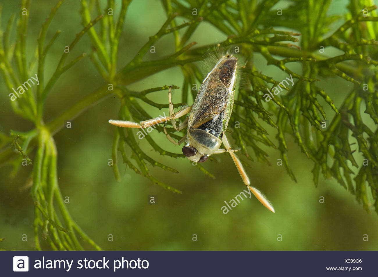 Backswimmer Bug Stock Photos & Backswimmer Bug Stock Images - Alamy