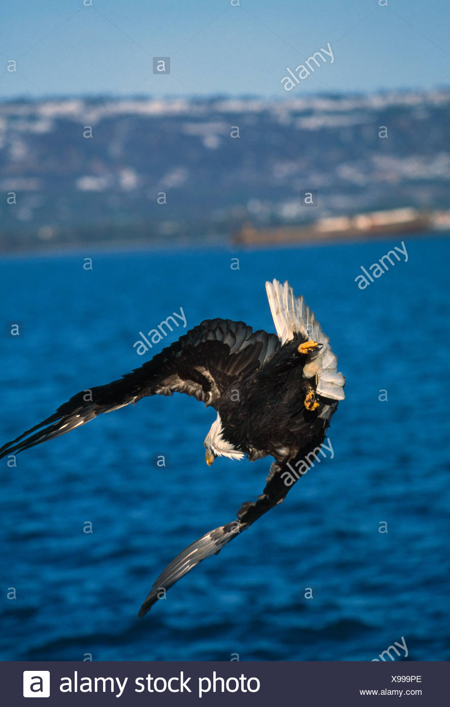 Bald Eagle Diving High Resolution Stock Photography and Images - Alamy