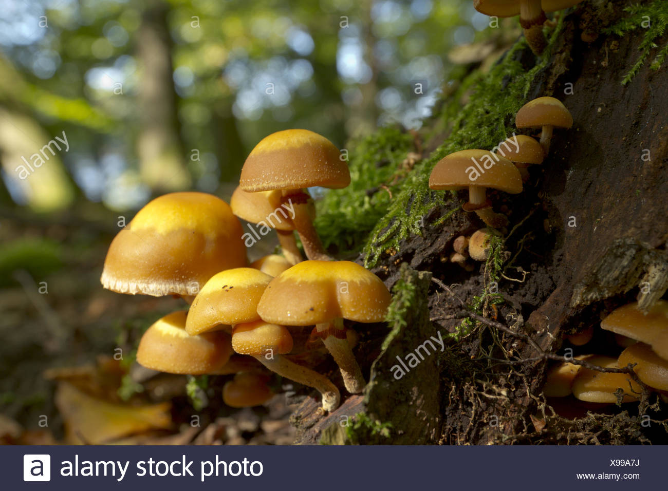 Schmarotzerpilze High Resolution Stock Photography and Images - Alamy