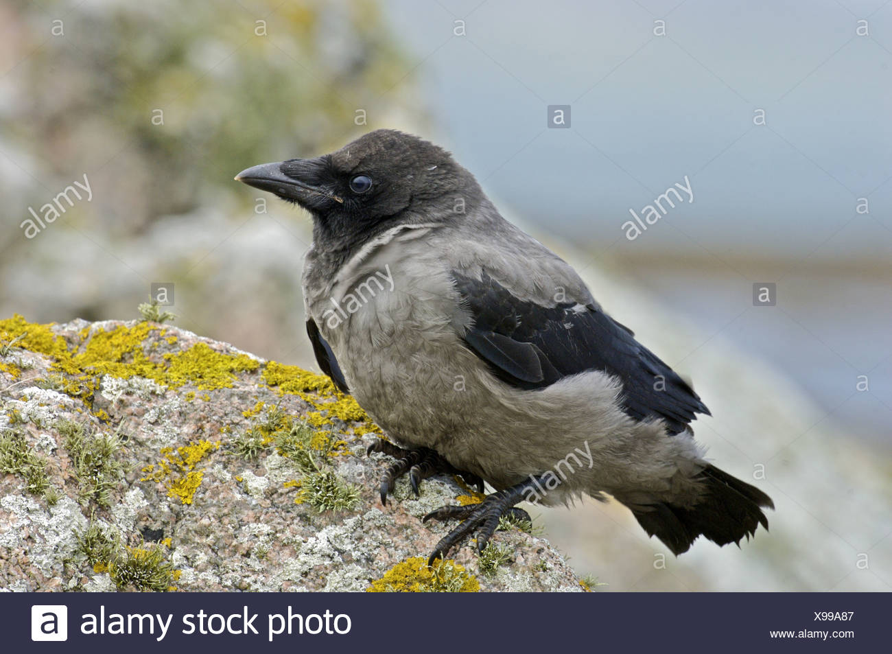 Carrion Crow Corvus Corone Juvenile High Resolution Stock Photography ...