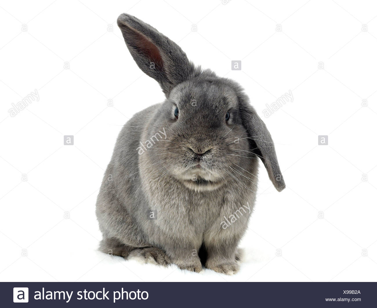 Rabbit With One Ear Up And One Ear Down High Resolution Stock ...