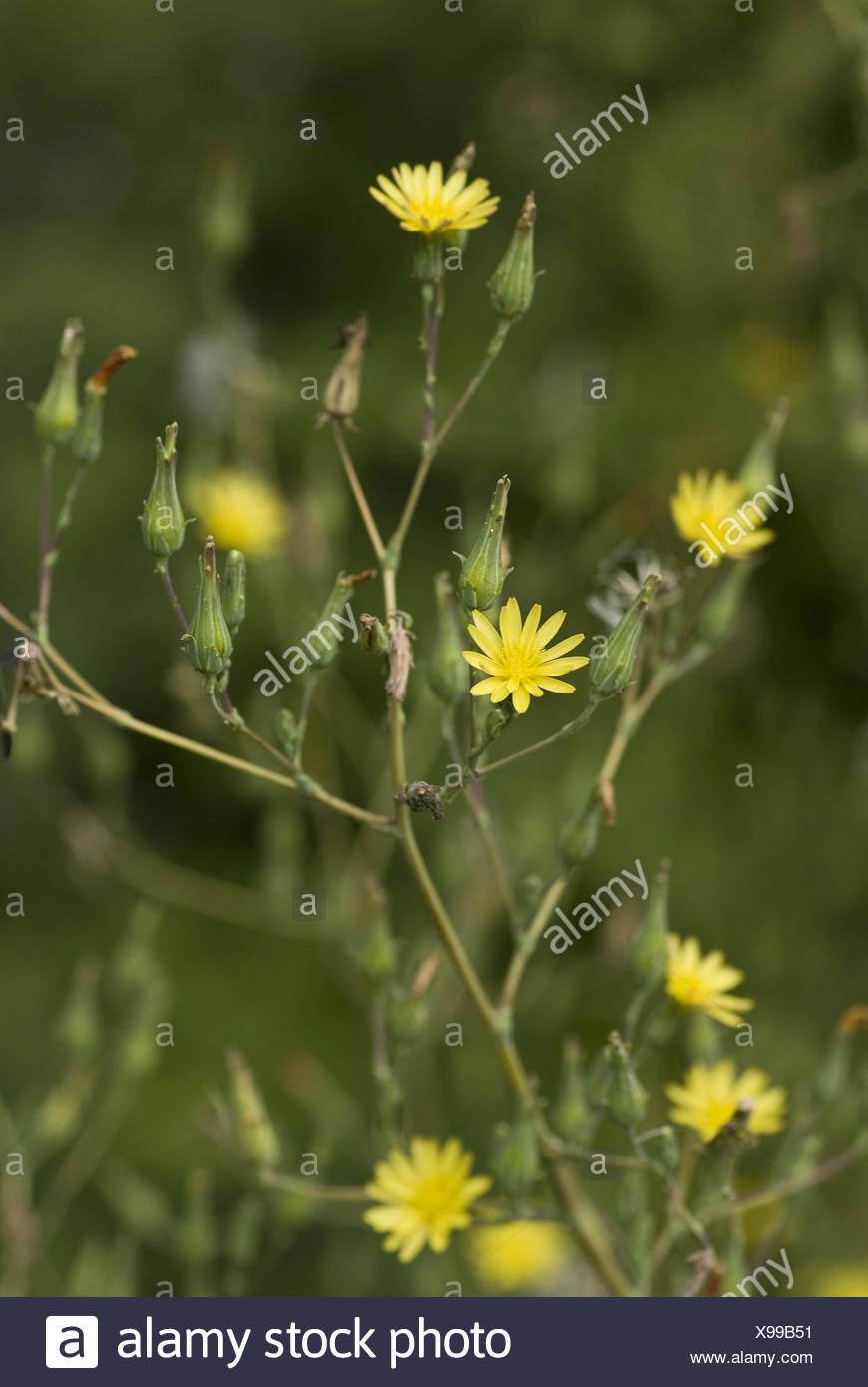 Wild Lettuce Lactuca Virosa High Resolution Stock Photography and ...