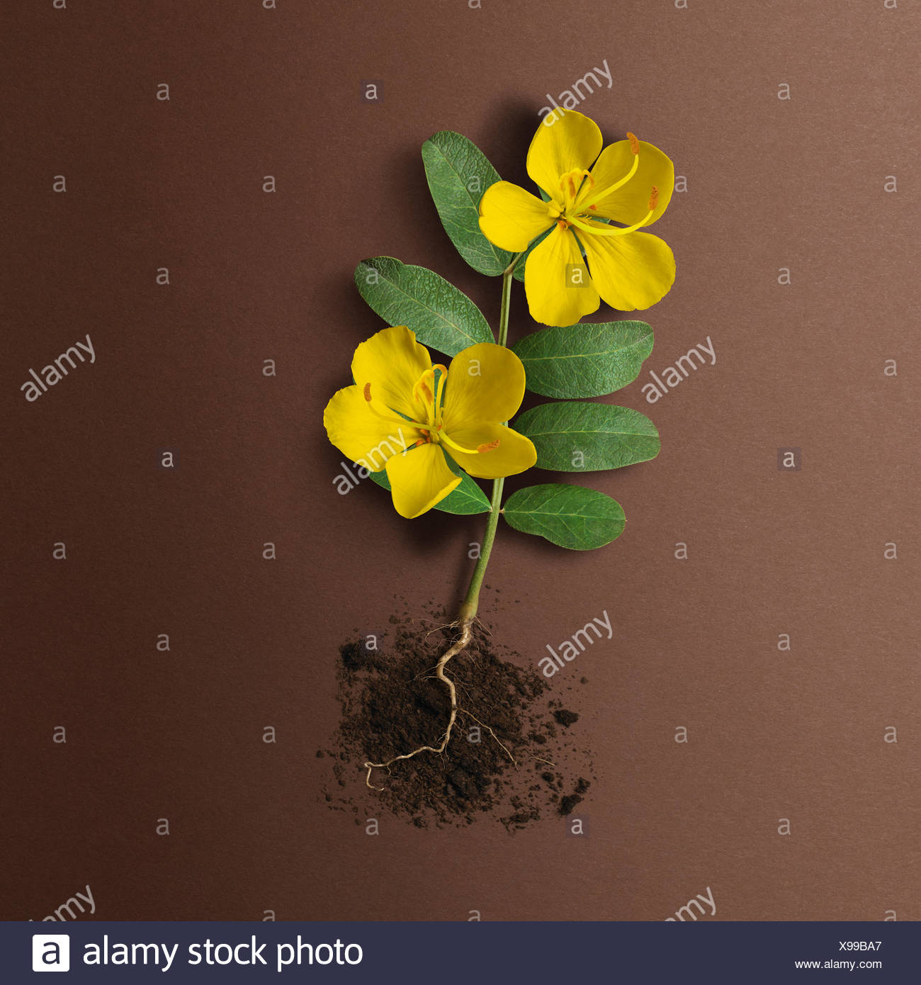 Plant Stem Flower Roots High Resolution Stock Photography and Images ...