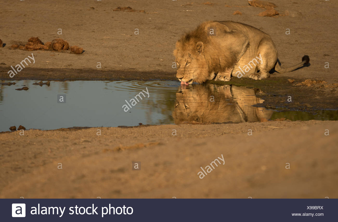Lion Drinking Water High Resolution Stock Photography and Images - Alamy