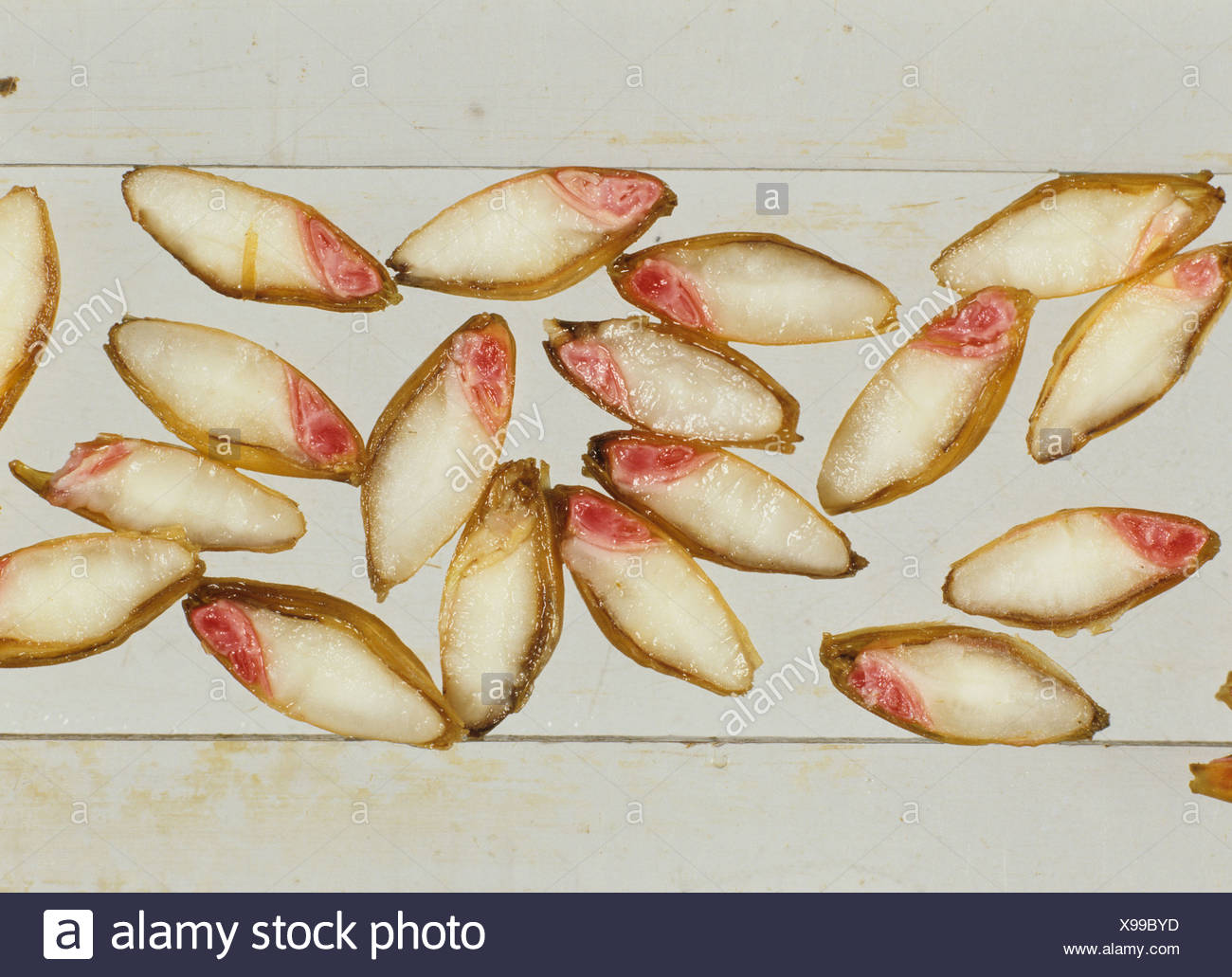 Barley Seed After Tetrazolium Stain High Resolution Stock Photography ...