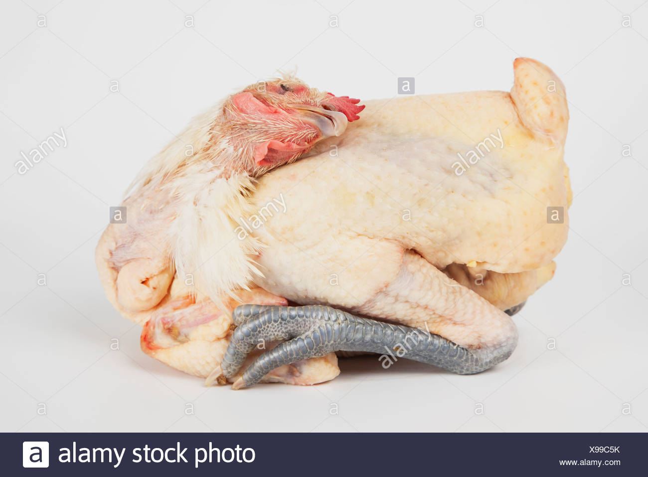Bresse Chicken High Resolution Stock Photography and Images - Alamy