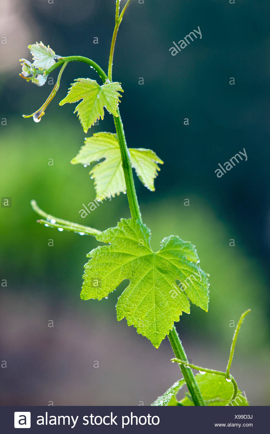 Climbing Vine Tendril High Resolution Stock Photography and Images - Alamy
