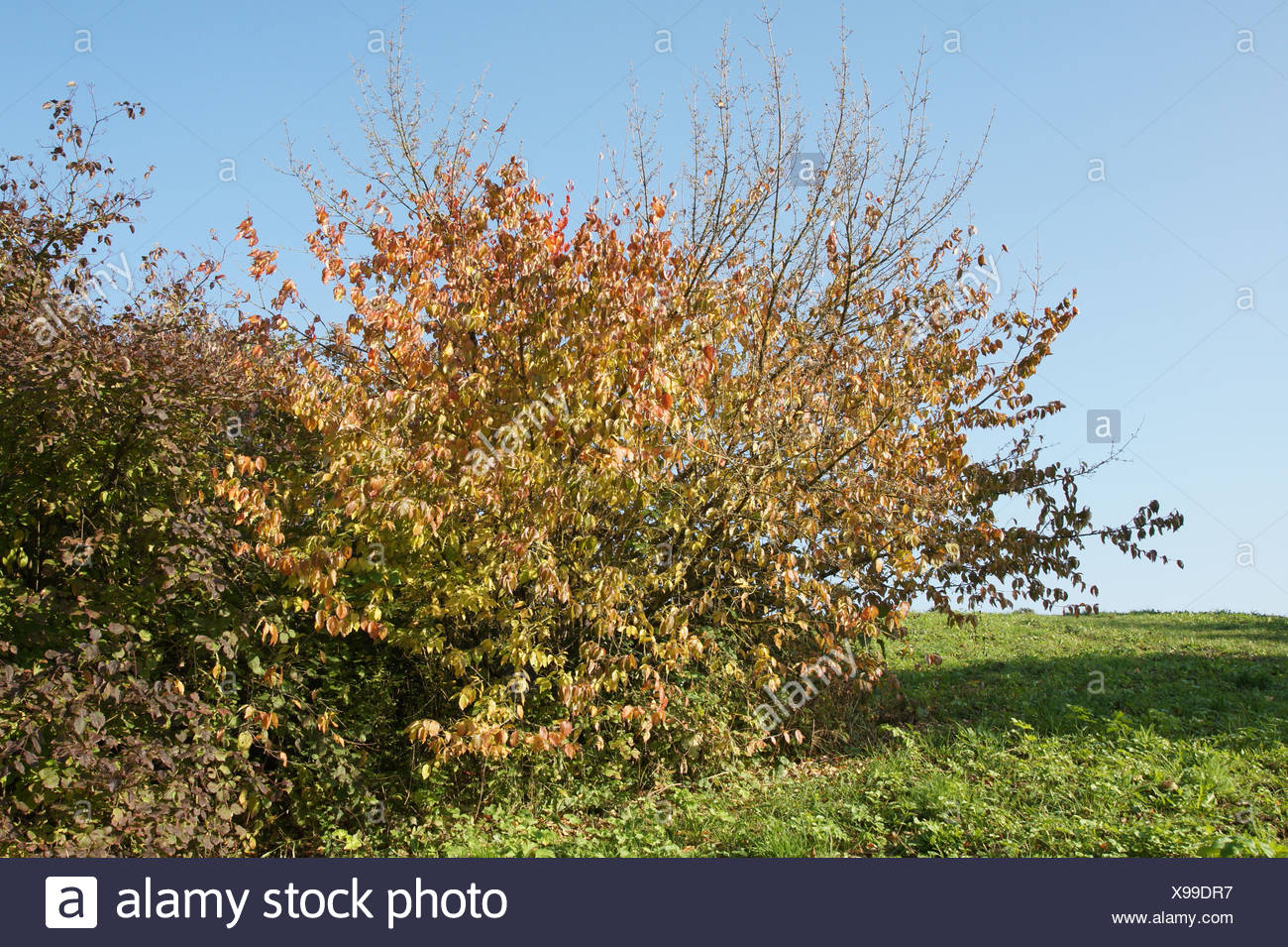 Cornus Mas Fruit High Resolution Stock Photography and Images - Alamy