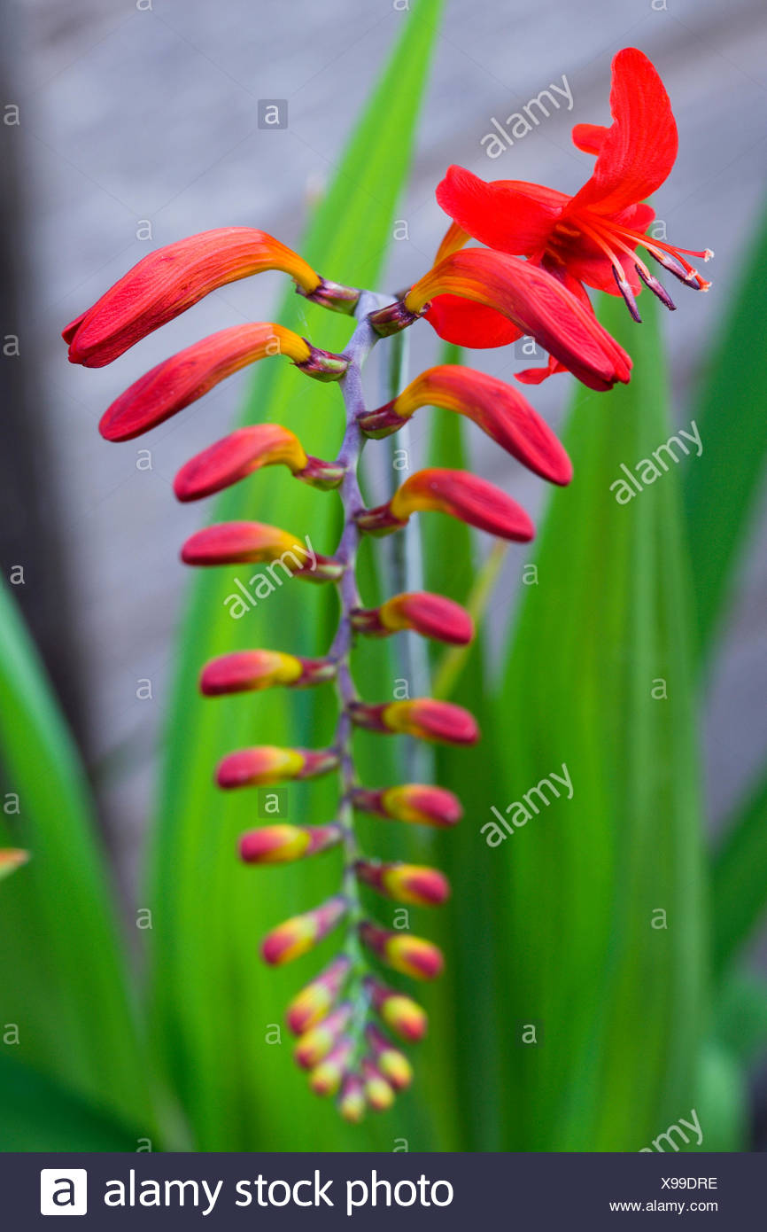 Red Funnel Shaped Flowers High Resolution Stock Photography and Images ...